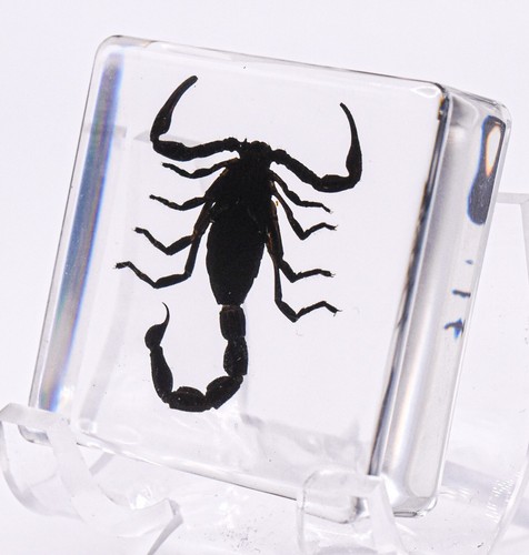 38mm Real Black Scorpion in Clear Lucite Resin Science Education ...