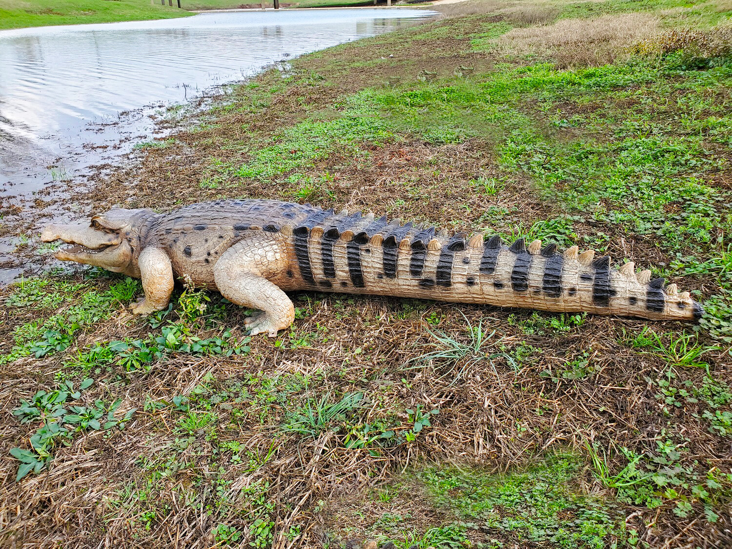 Large Alligator Statue - Life Size Caiman Alligator Statue - Realistic ...