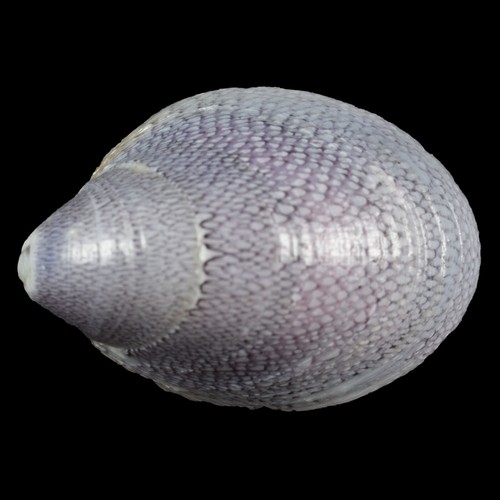 SEPTARIA LUZONICA (Leyte, Philippines) 17.5mm #45357 | eBay