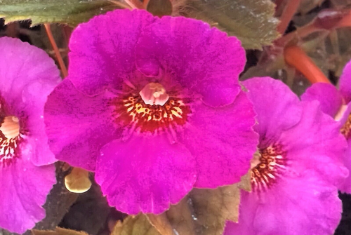 Achimenes CAPRICE 3 RHIZOMES ( kohleria , xAnimenantha ) gesneriacea | eBay