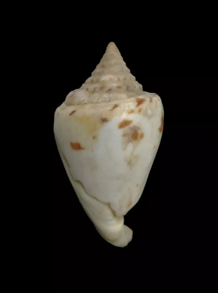 Shell CONUS STUPA Taiwan 67,0 mm # SELDOM OFFERED | eBay