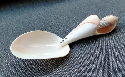 Vintage Natural Seashell Spoon Ladle Polished Conch Shell Server ...