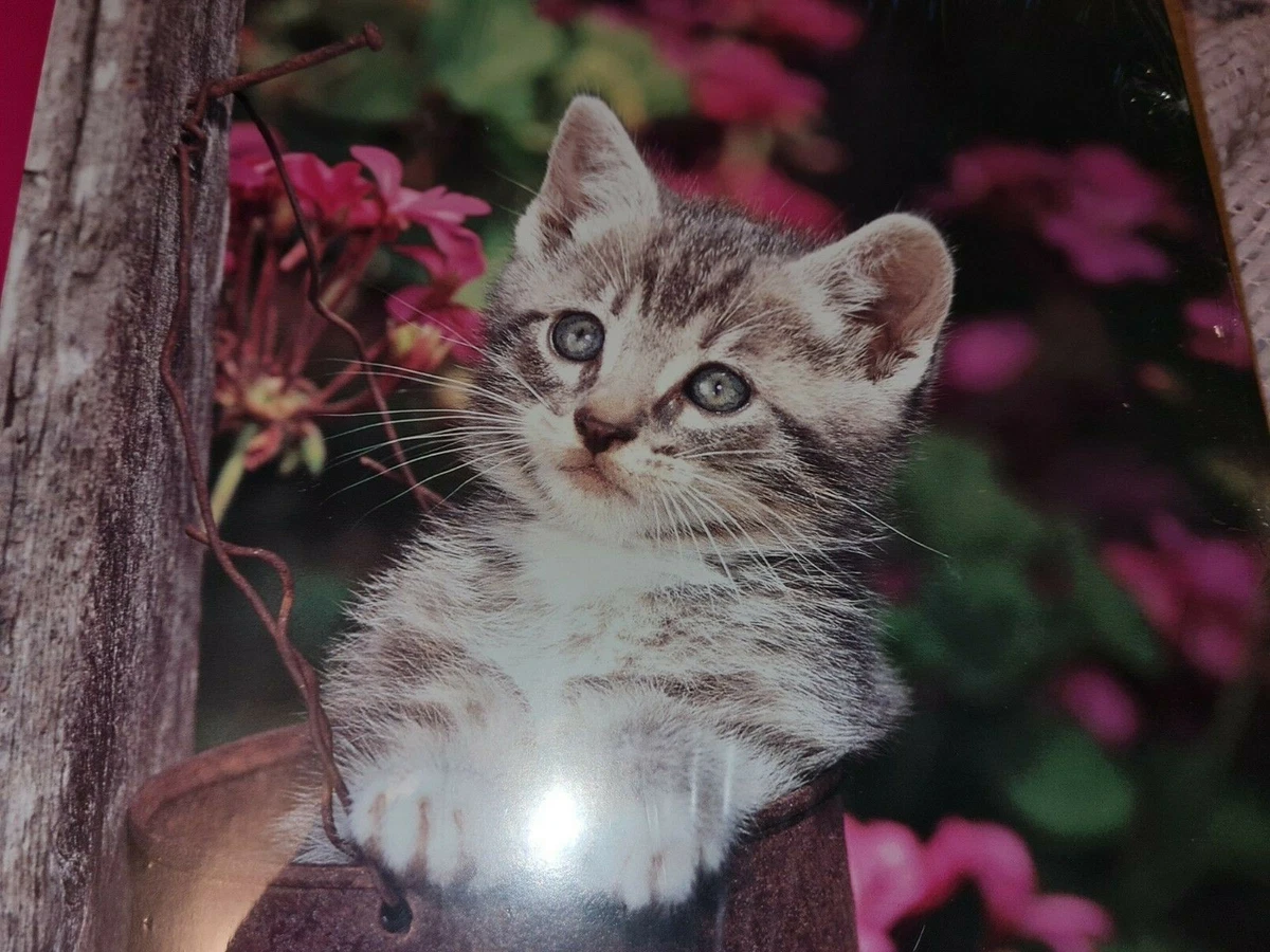 Inspirational Kitten