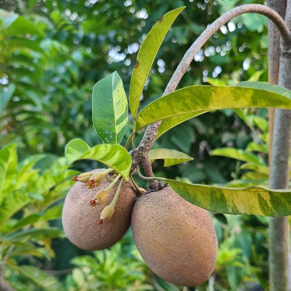 Sapodilla Tree