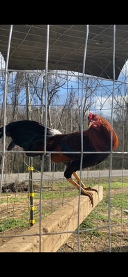 Livestock Supplies - Gamefowl