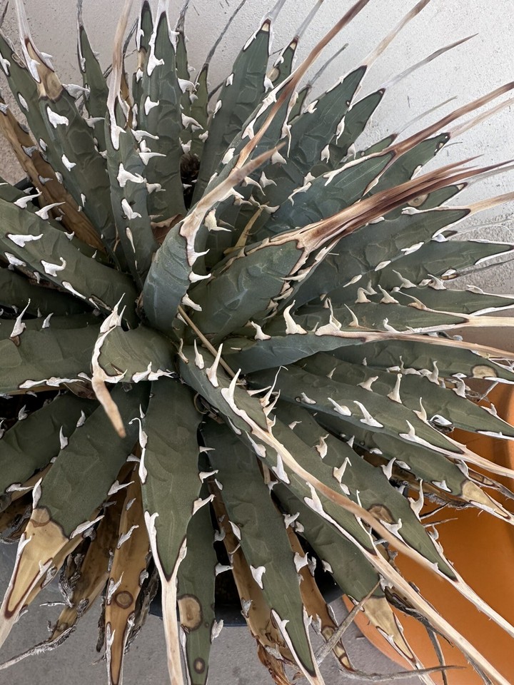 Agave Utahensis Eborispina Amazing Shark Teeth! | eBay