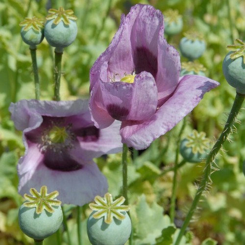 100 Poppy Hen and Chicken Flower Seeds-PAPAVER SOMNIFERUM-FL512 | eBay