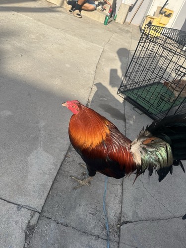 Blueface Hatch Gamefowl Chicken *free ship* | eBay