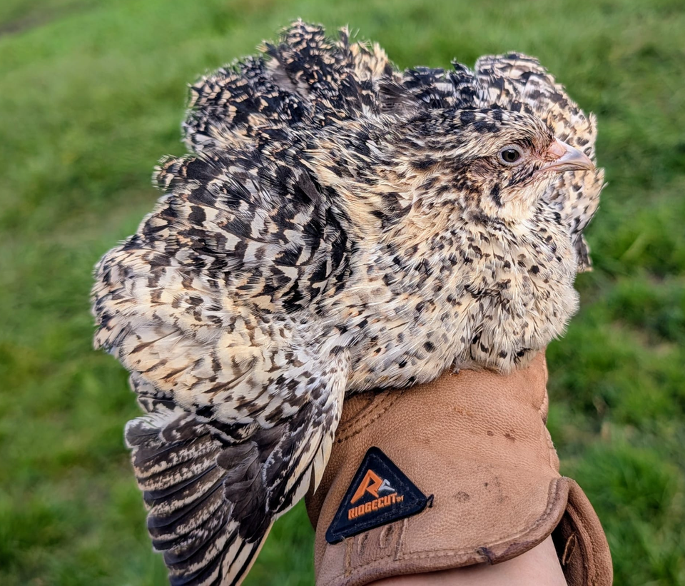 150 ++ Rainbow Coturnix Quail Hatching Eggs NPIP | eBay