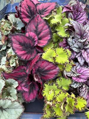 Begonia Rex Bare Root Plants – 6 Tropical Houseplants, 4 Unique ...