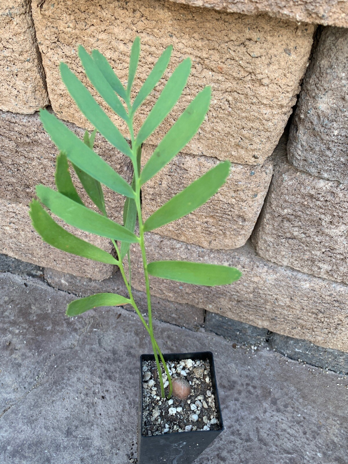 Encephalartos Eugene-Maraisii WATERBERG CYCAD Ice Blue Cycads Nursery ...