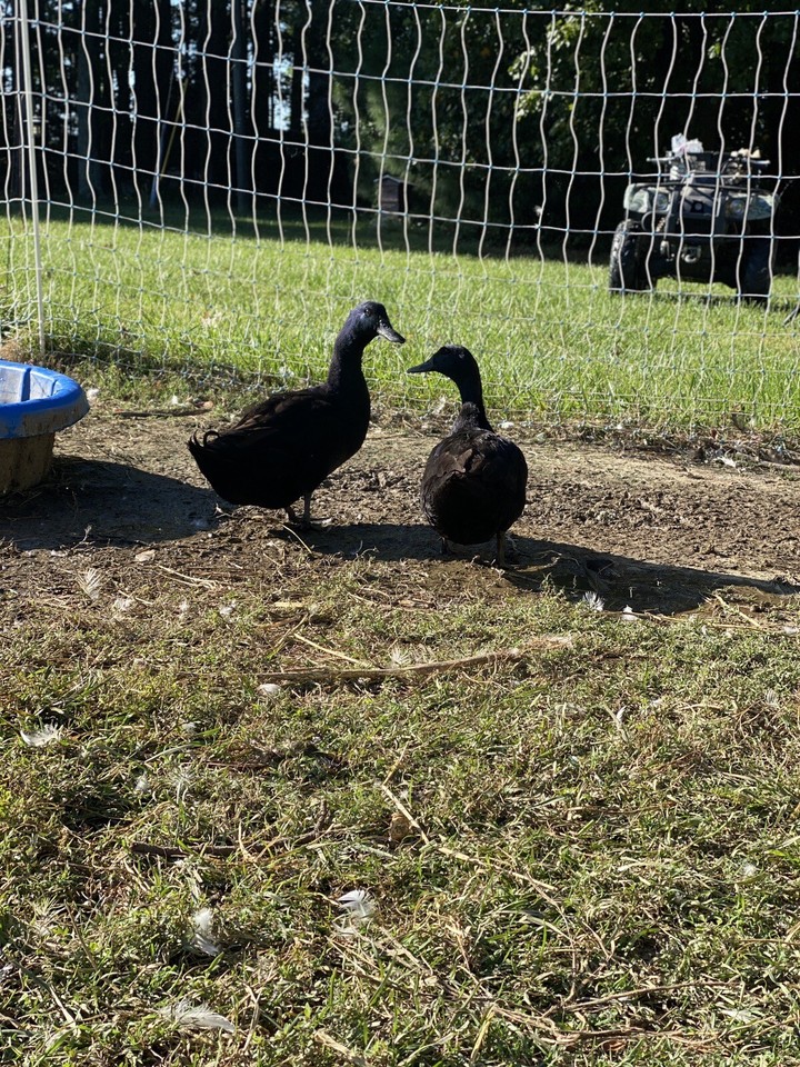 3 Fertile Cayuga + Cayuga Mix Duck Hatching Eggs - Rare Grey/Black Egg ...