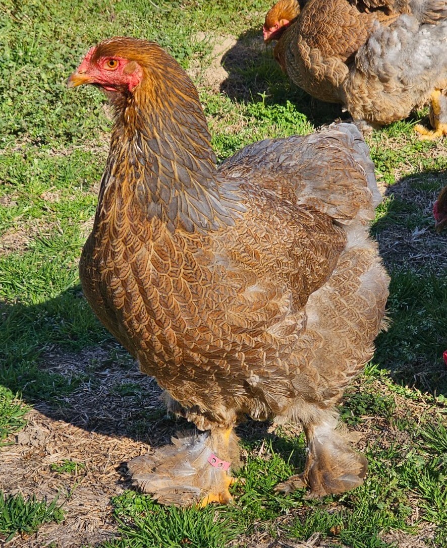 8 Blue Partridge Brahma Hatching Eggs - FFC-First Flow Control