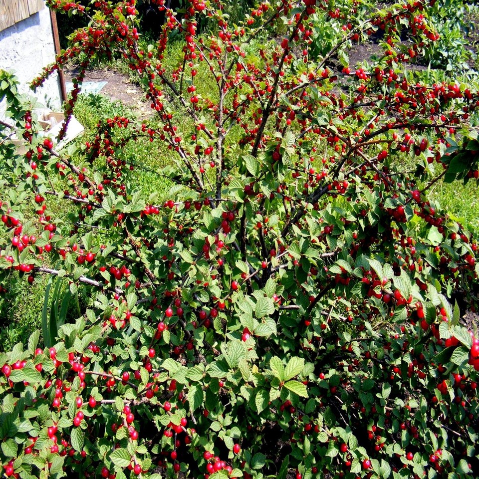 Nanking Chinese Dwarf Cherry Tree Seeds (Prunus tomentosa) Fruit Fast ...