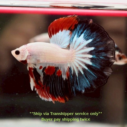 Halfmoon Fancy White Body Dark Tail Male Live Betta Fish Beautiful from ...
