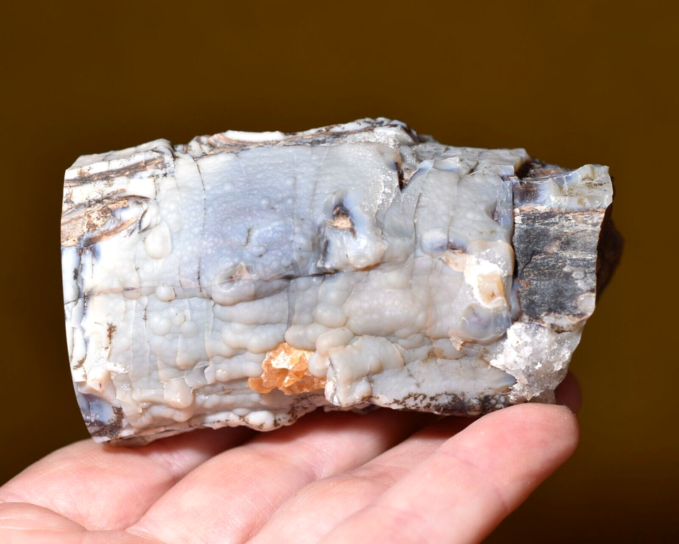!WOW! Blue Forest Botryoidal Agatized Petrified Eocene Wood Tree Branch ...