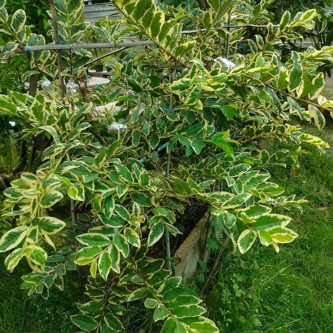 Variegated Thai Pink Guava Tree Psidium Guajava Sd96098