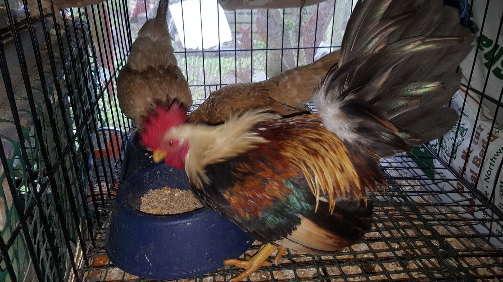 Serama hatching Eggs 12 choc/blue/lavdr/blk/wht/orng/spangled/red/blond/lace | eBay