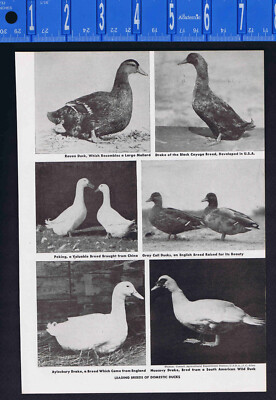 Breeds of Domestic Ducks: Peking, Drakes, Rouen, Gray Call -1950s ...