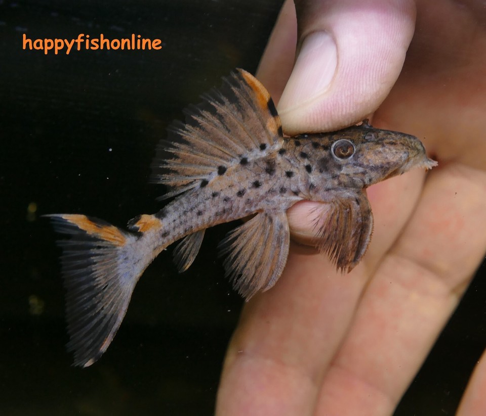 L091 THREE BEACON PLECOS! SUPER COOL JUVENILE LIVE FISH - GREAT GROUP ...