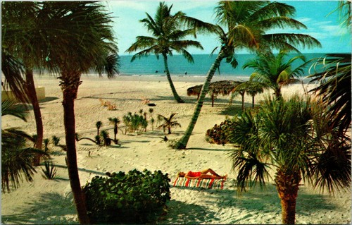 Beach Scene Plam Trees Sun Bathing Florida FL Postcard unused (14868 ...