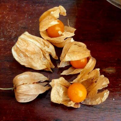 Physalis peruviana - Uvilla Uchuva - fruta huerto jardin semillas seeds ...