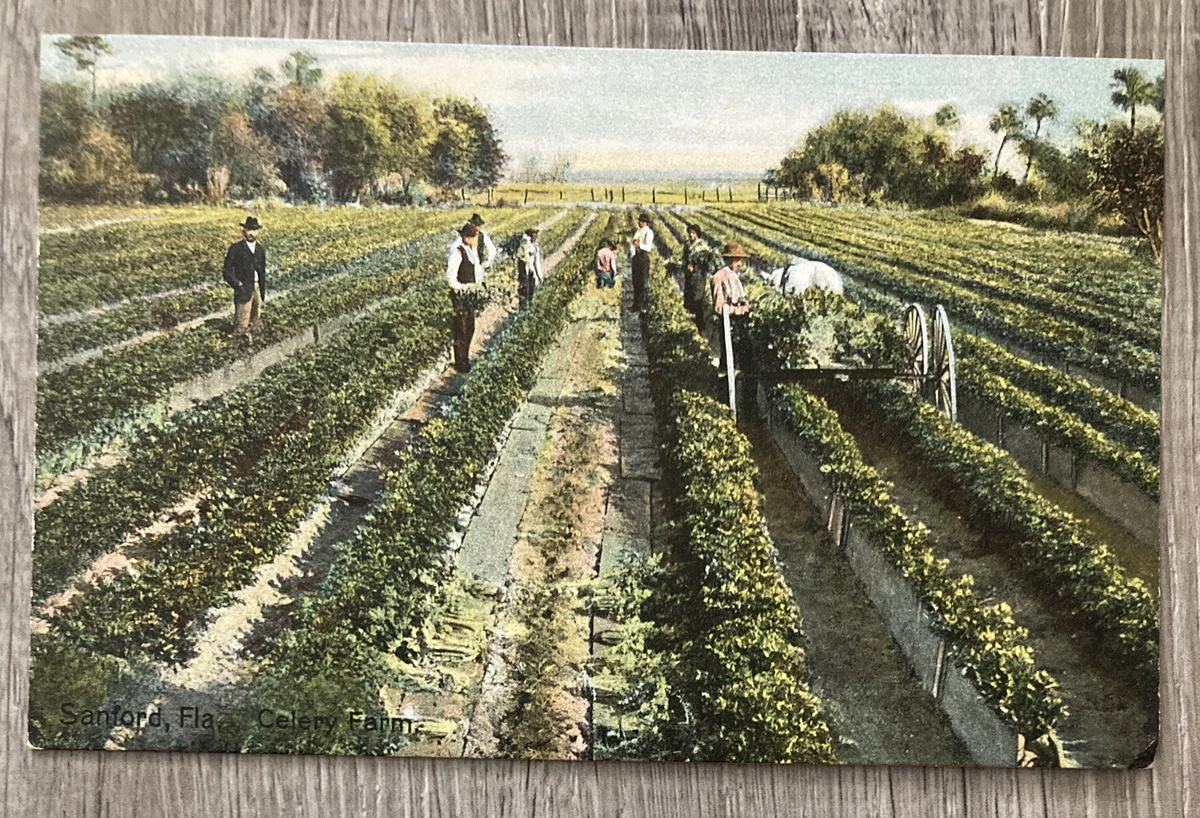 Vintage Farm Workers