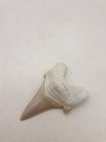 2.1 Authentic Otodus Obliquus Shark Teeth Fossil Rare Prehistoric ...