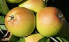25+ Sturmer Pippin Apple Seeds for Garden Planting - USA - FREE ...