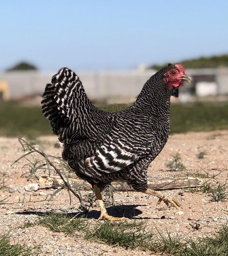 6+ Bantam Hatching Eggs Plymouth Barred Rock (Show Birds) | eBay