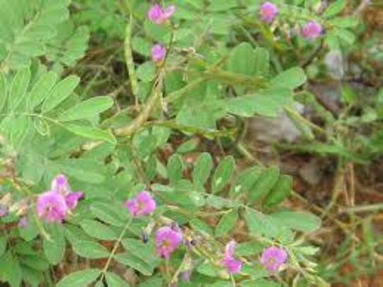 Tephrosia purpurea,indigo sauvage,Poison de poisson,graines d'Indigo ...