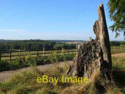 Photo 6x4 Remains of Beech Tree in Wood Barn Plantation Norton/SK5772 ...