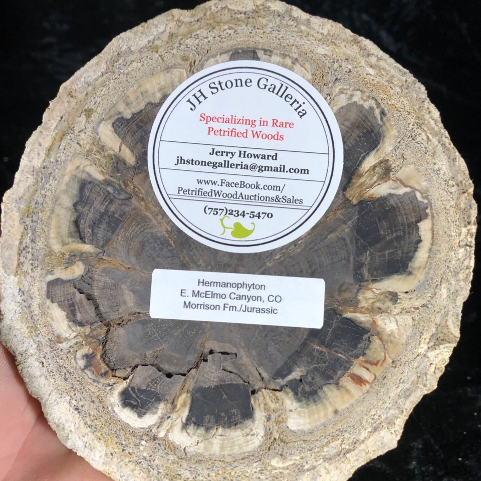 Rare Petrified Wood Seed Fern Hermanophyton owensii E. McElmo Creek ...