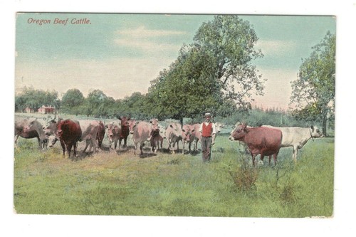 Oregon Beef Cattle Vintage Postcard EB269 | eBay