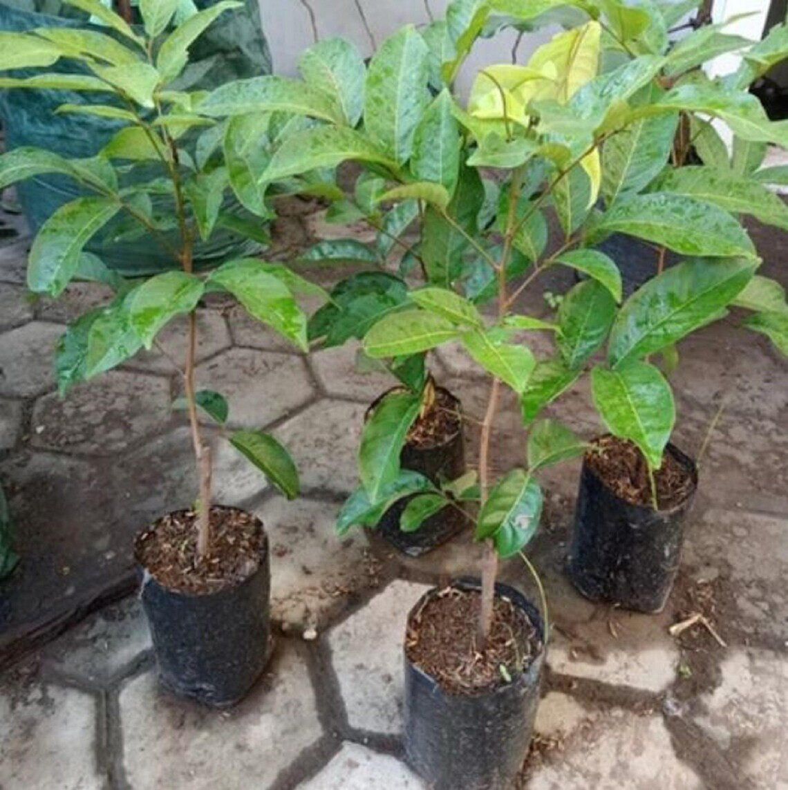 Graftedd Yellow Rambutan Fruit Tree | eBay