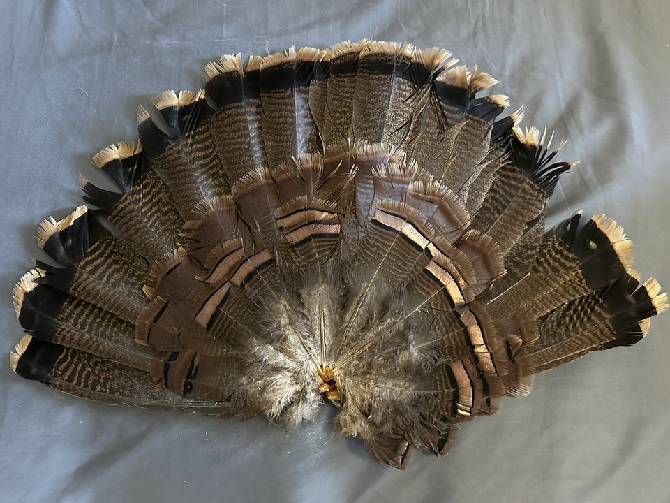 Eastern Turkey Fan Display Or Decoy | eBay