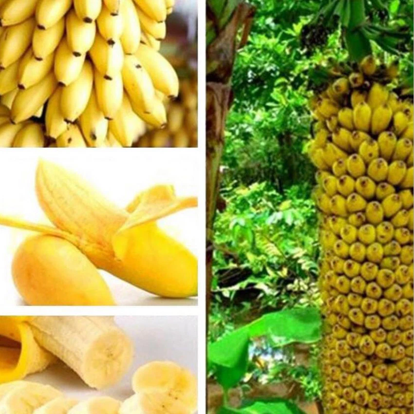 Banana Bonsai Tree