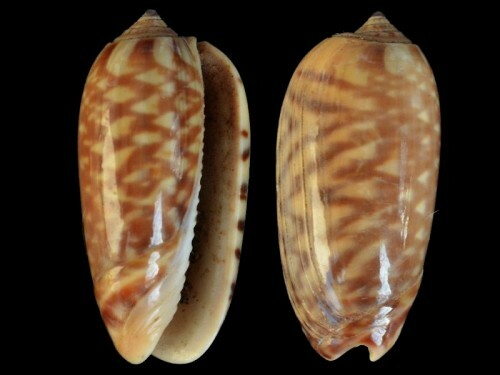 Oliva rufula - Shells from all over the World NEW!!! | eBay