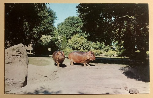 Postcard Detroit Zoo Michigan Hippopotamus in Enclosure c1950s | eBay
