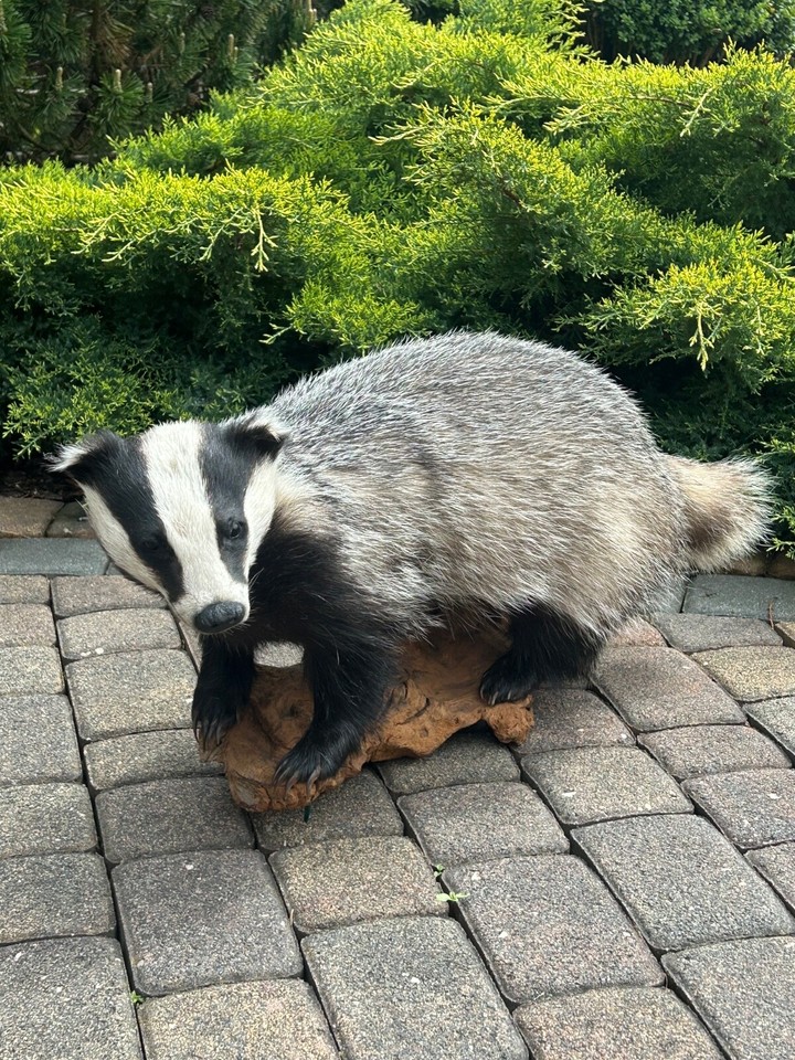 Badger, stuffed badger dog, trophy, taxidermy. | eBay