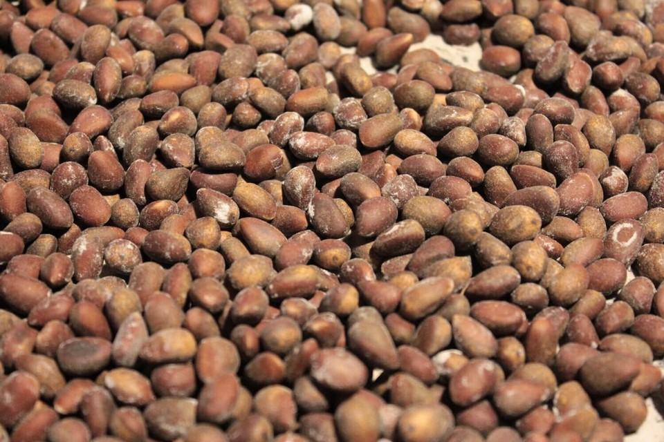 New Mexico Piñon, Pinon Pine Nuts, Flavorful, Sweet ~ NOT! NV/UT/CA ...