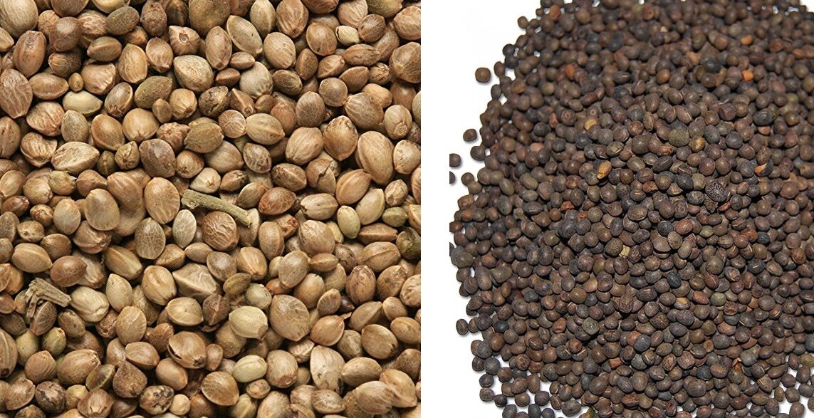 Hemp Tares Hempseed Particles Unprepared Quality Fishing Bait | eBay UK