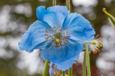 Meconopsis betonicifolia Blauer Scheinmohn 30 Samen Blauer Mohn, Poppy ...