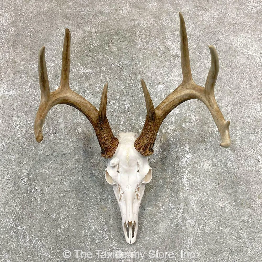 Whitetail Deer Skull