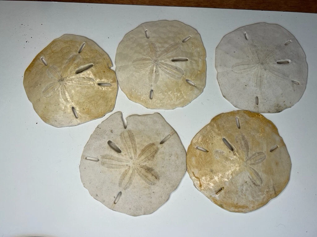Decorating Sand Dollars