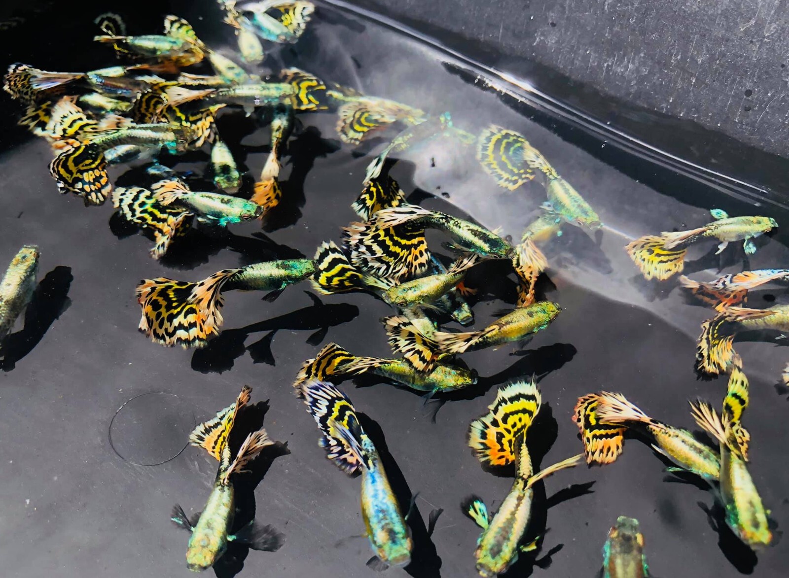 5 PAIRS - Live Aquarium Guppy Fish High Quality - YELLOW TIGER HM | eBay