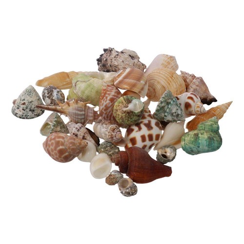 30PCS Conch Hermit Crab Shells Natural Sea Conch DIY Shell Conch Fish ...