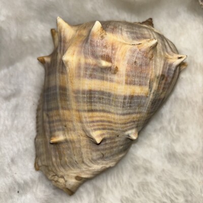 Queen Helmet Giant Horned Sea Shell From South Pacific deep blue Sea ...