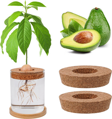 5 Pcs Avocado Tree Growing Kits, Avocado Pit Planting Bowl with 3 Pcs ...