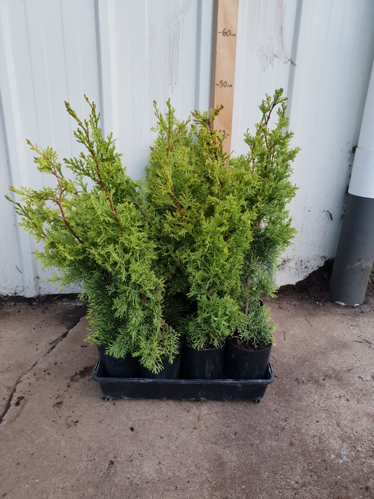 20+ GOLDEN SWANES CONIFER TREE SEEDS (Cupressus sempervirens) Pine ...